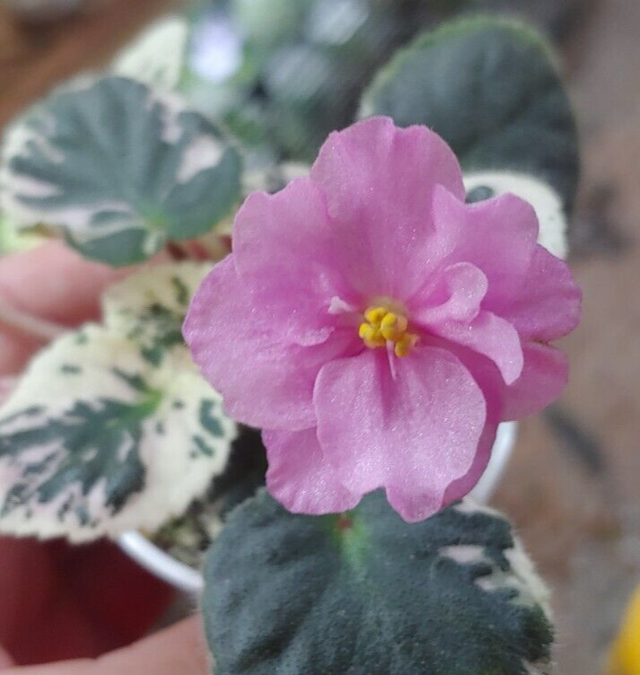 African Violet Plant -- Cherokee Trail ~ variegated trailer ~ Actual ...