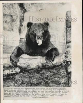 1963 Press Photo Bear Sits in Pool at Griffith Park Zoo, Los Angeles ...