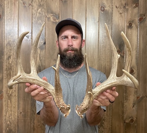 Dark Tall Typical 150” Whitetail Shed 11pt Antler Horn Deer Mount ...