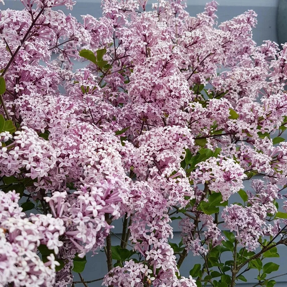 Dwarf Korean Lilac Tree Syringa Standard Tree in 9cm Pot Fragrance ...