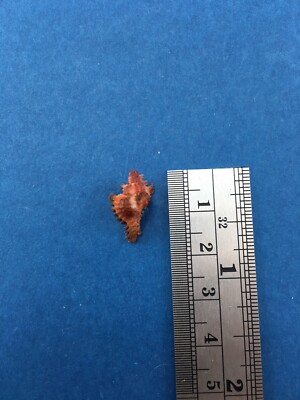 #29 16.8mm Chicoreus Strigatus Dived 20m Palawan Philippines Muricidae ...