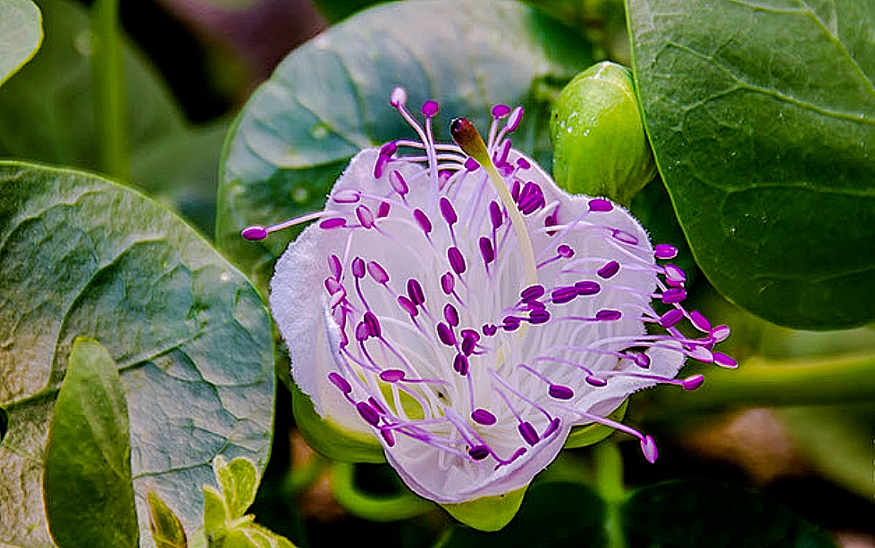 Greek Wild Capers In Brine, From Santorini Island, All Natural, 100 g ...