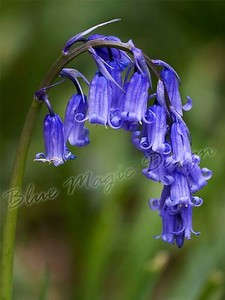 5 TRADITIONAL BLUEBELL BLUE BELL BULB CORM AUTUMN GROWING GARDEN SPRING ...