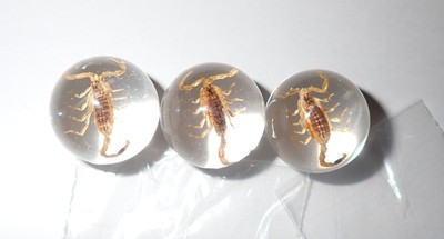 2 cm Clear Resin Sphere Marble Golden Scorpion Insect Specimen 3 Pieces ...