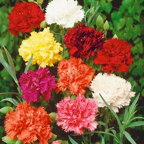 Carnation Dwarf Fragrance Mix 50+/75+seeds Fragrant Cottage Cut Flower ...