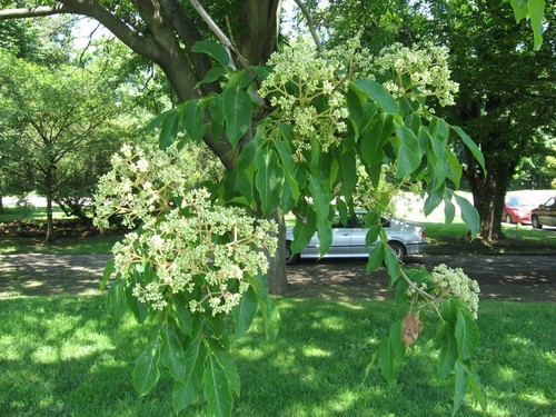 Bee-Bee Tree, Korea Evodia (Tetradium daniellii), 50 seeds | eBay