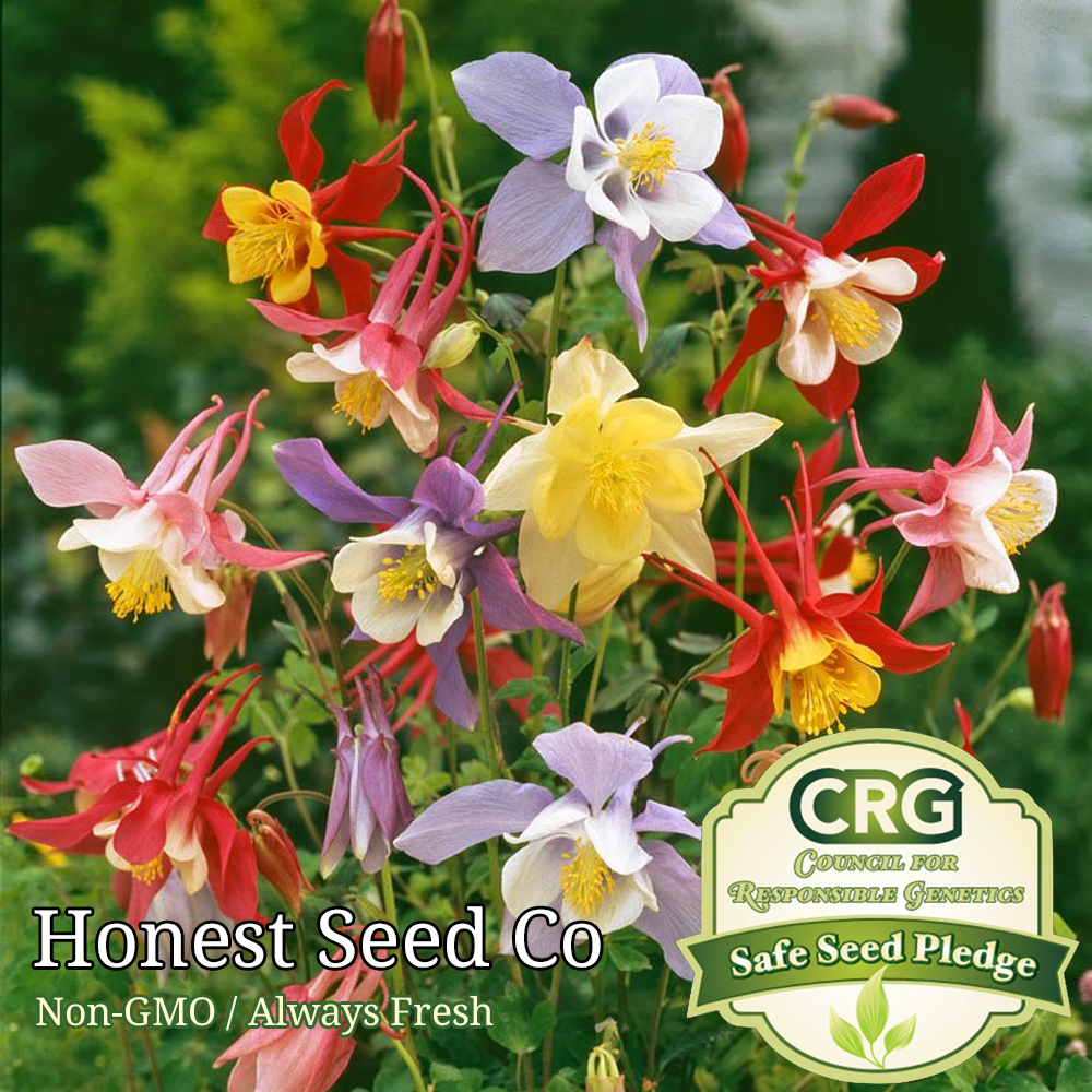 McKana Giant Mix Columbine Seeds | Attracts Pollinators | Fresh Flower ...