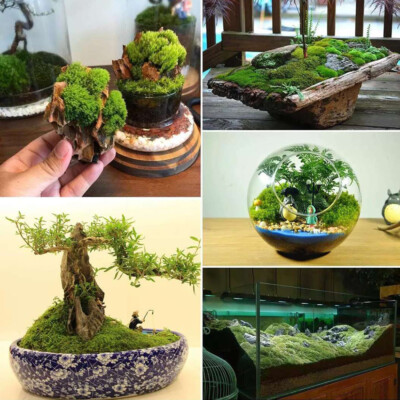 Green Plant Seeds Grass Seeds Moss Seeds Four Seasons Fresh Moss Spore ...