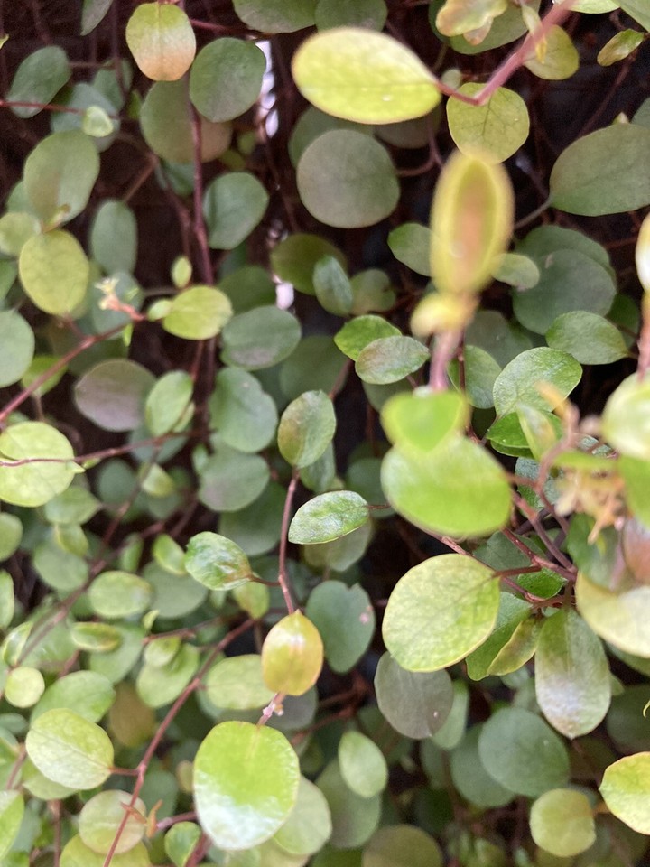 Muehlenbeckia complexa ‘Fairy Vine’ ‘Wire Vine’ (Pohuehue) Eight 5-9 ...