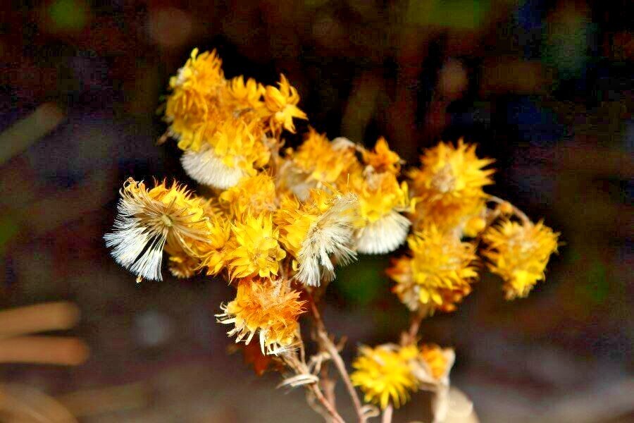Rhodanthe humboldtiana - Golden Clusters - 50 seeds | eBay Australia