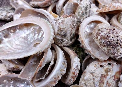 Natural Baby Abalone Seashells Rough (approx. HALF pound 50+ shells 1 ...