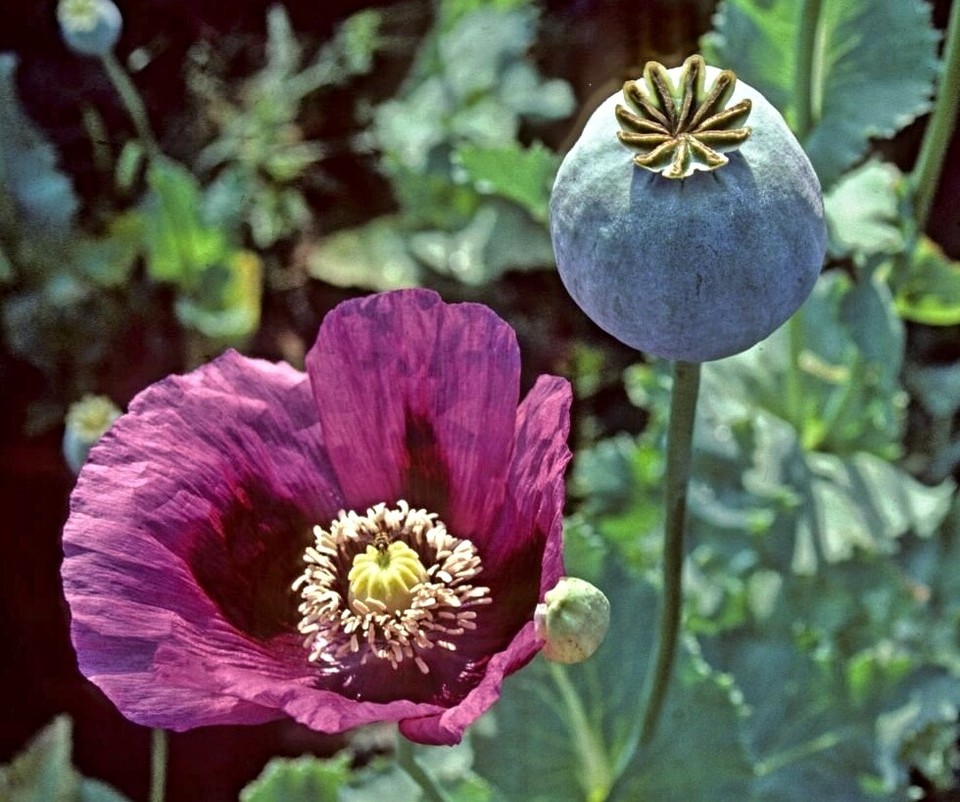 Schlafmohn Samen, Papaver somniferum, Blaumohn | eBay.de