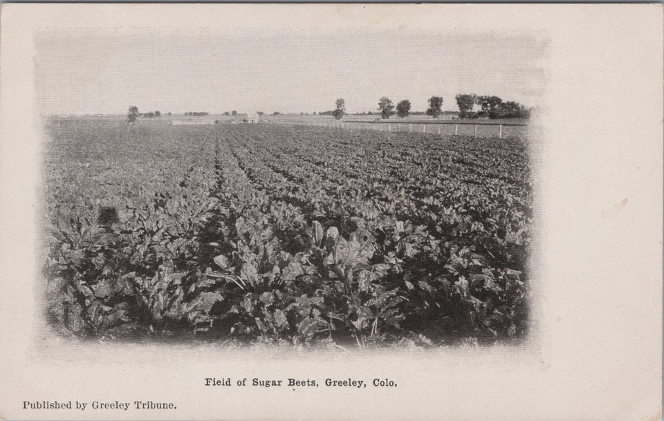 Vintage Greeley Colorado Sugar Beets Field Postcard by Greeley Tribune ...