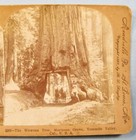 Stereoview Keystone View Co 5006 Wawona Tree Mariposa Grove Yosemite ...