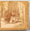 Stereoview Keystone View Co 5006 Wawona Tree Mariposa Grove Yosemite ...