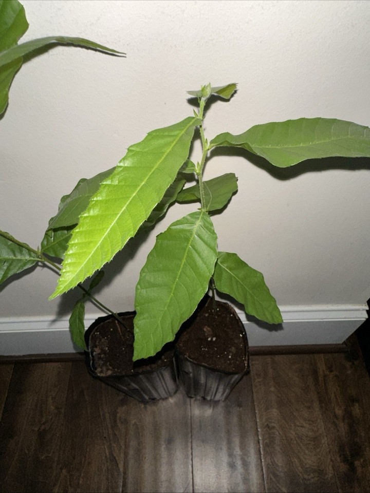 Two American Chestnut Trees - Chinese Chestnut Bare Root Seedlings 15 ...