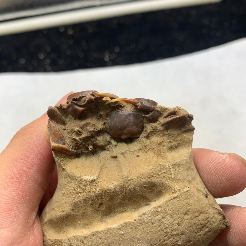 Jurassic Period Perfect Crab Fossil Dinosaur Age | eBay