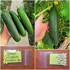 Long Greek Cucumber 20 Top Quality Seeds - Variety for sale online | eBay