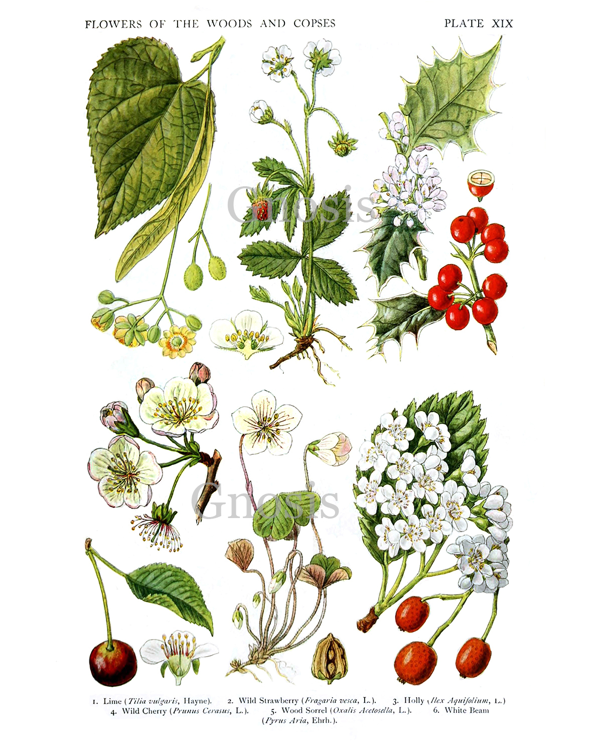 Set of Botanical Prints 12 Wild Flowers English Cottage Living Room ...