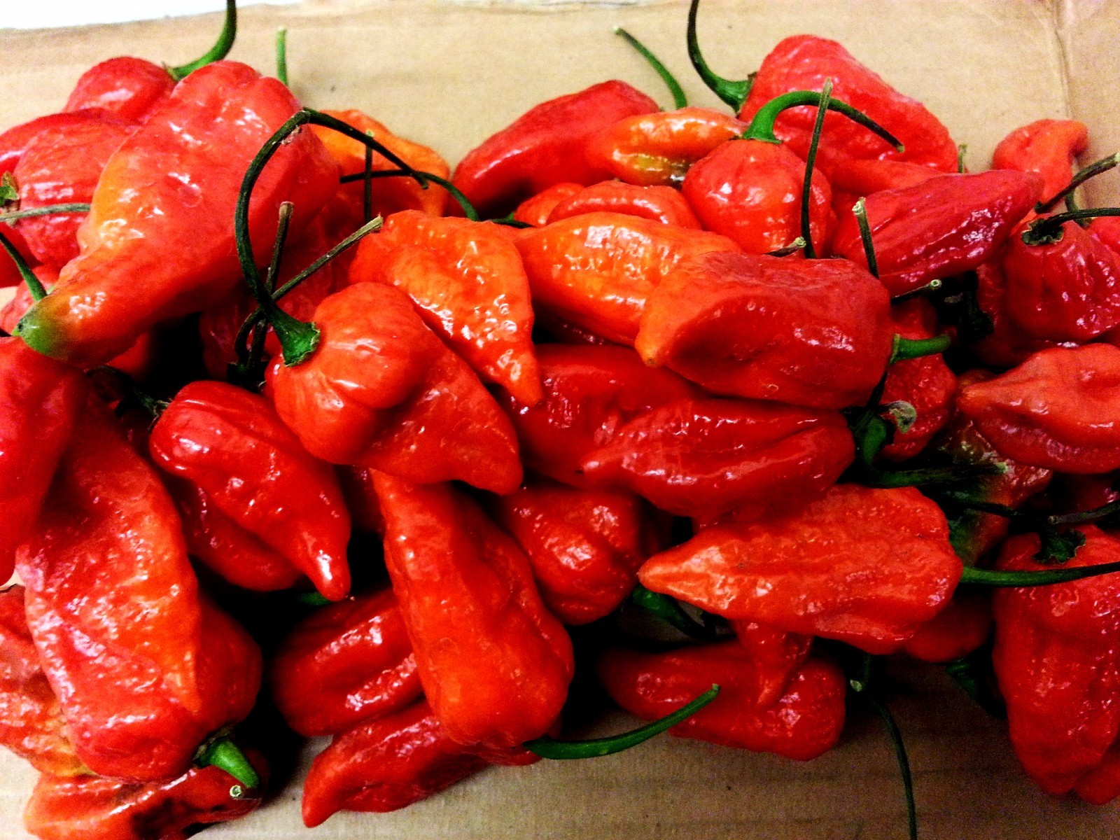 Fresh Pickled Carolina Reaper/Ghost Pepper/Moruga/Bhutlah/Habanero ...