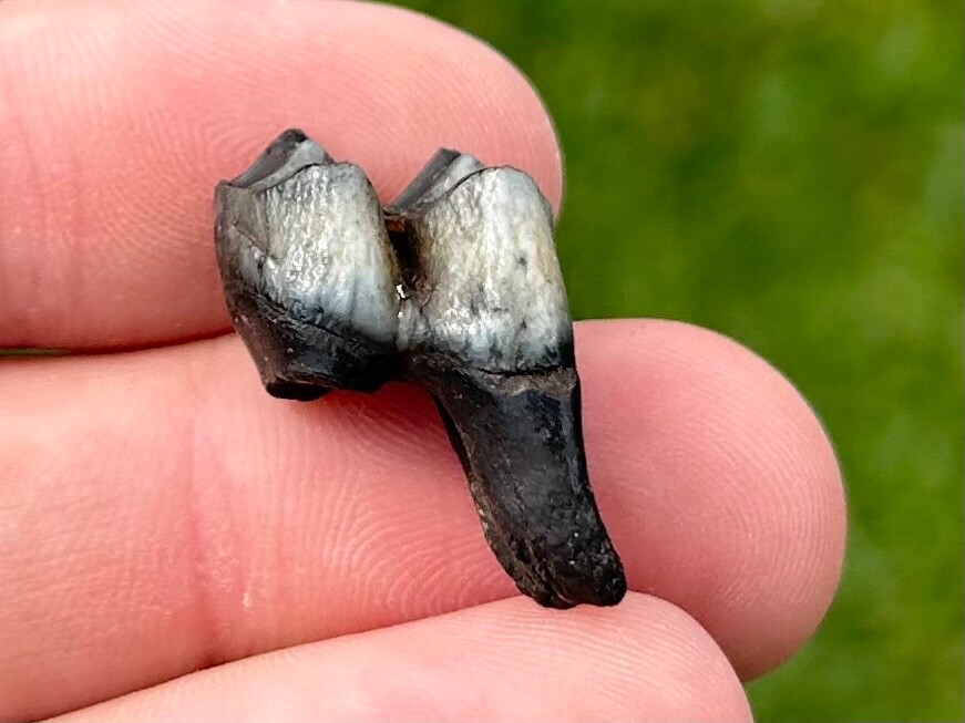 Florida Fossil Deer Tooth Pleistocene Ice Age Mammal | eBay