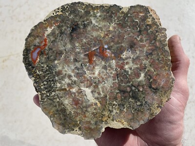 DIG-N-UTAH: DINOSAUR COPROLITE HENRY MOUNTAINS UTAH POLISHED DINO POOP ...