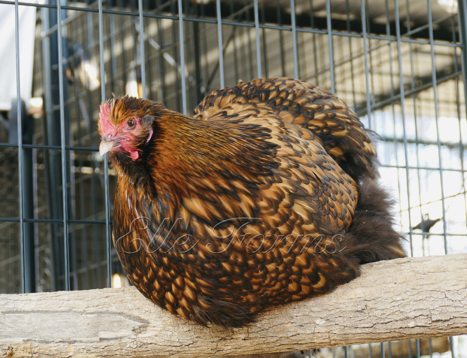 6+ ENGLISH ORPINGTON Variety HATCHING Eggs Mottled, Laced, Penciled ...
