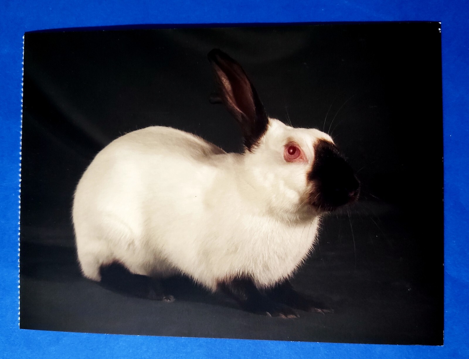 Postcard Himalayan Rabbit Normal Doe 6.5"x4.75" | eBay