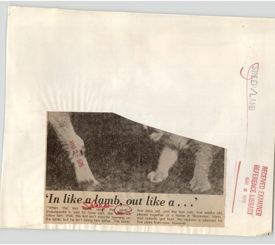 LAMB Befriends LION CUB Muriel Morrisette Home MINNEAPOLIS 1976 Press ...