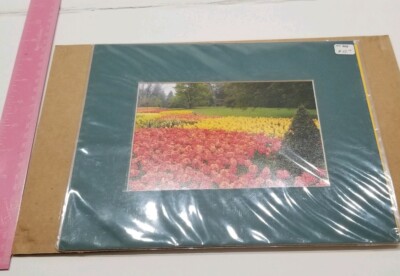 New Vintage 6x5" Photograph Print but 8x10" Frame Garden Tulips Field ...