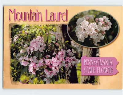 Postcard Mountain Laurel Pennsylvania State Flower Pennsylvania USA | eBay