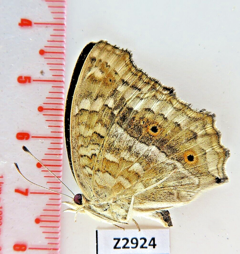 Z2924. Insects, butterflies: Nymphalidae sp. Vietnam, Nghe An | eBay