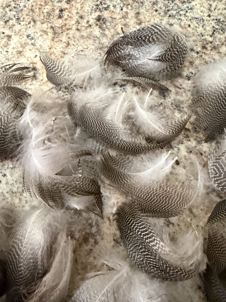 LARGE Lot Gadwall Flank Feathers Fly Tying Material from 3 Drakes Late ...