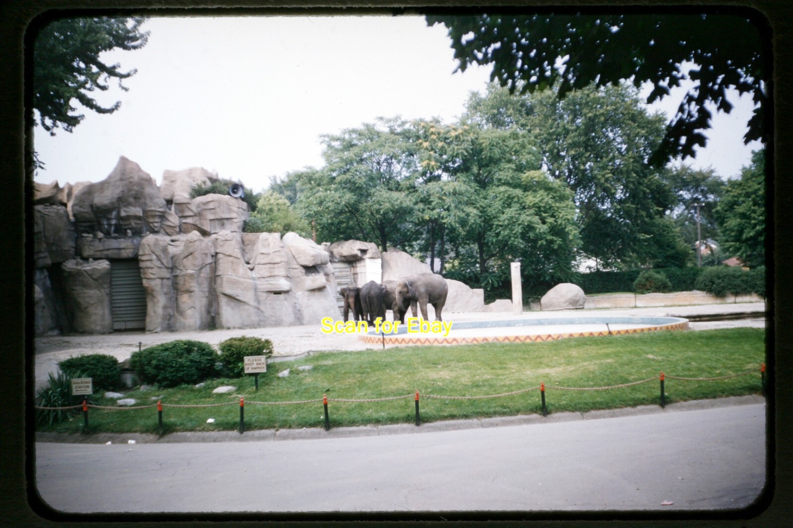 Detroit, Michigan, Elephants at Zoo in 1950's, Kodachrome Slide aa 17 ...
