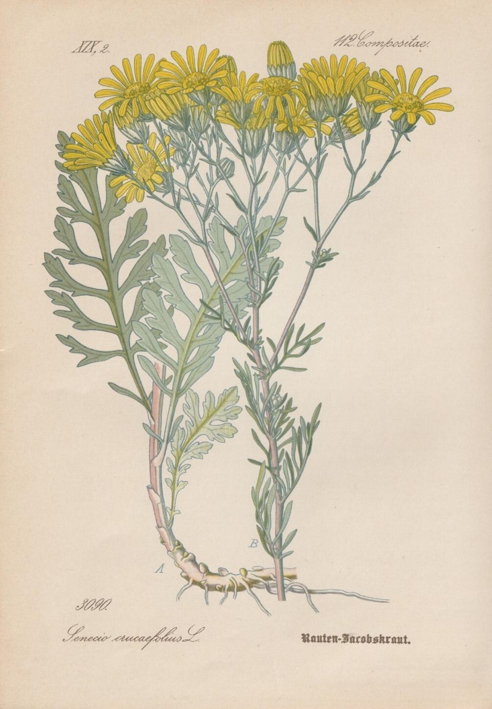 Ragwort (Jacobaea erucifolia) Chromolithograph from 1887 | eBay UK