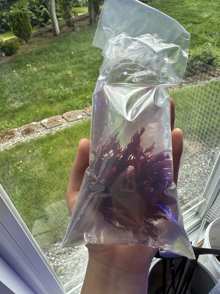 3+inch Home Grown Saltwater Red Dragons Breath Macro Algae Reef ...