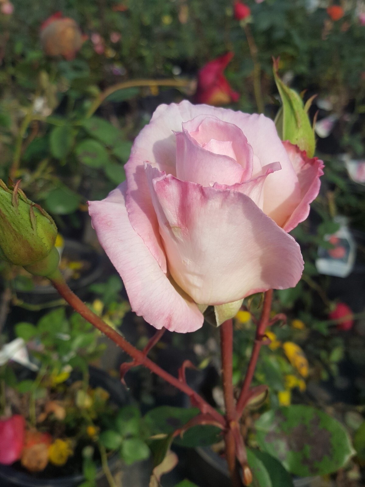 KORDES PERFECTA Everblooming Hybrid Tea Rose 2 Gal Live Bush Plants ...