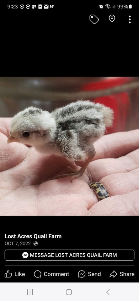20+ Snowflake Bobwhite Quail Hatching Eggs | eBay