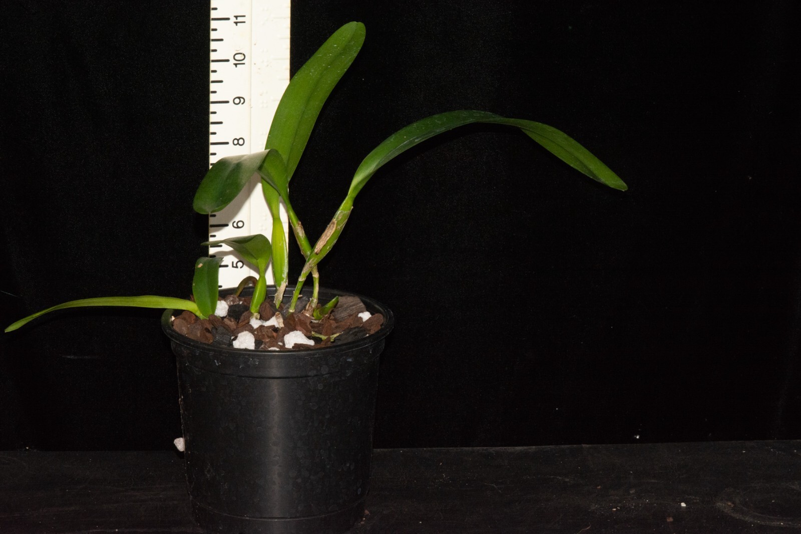Laelia (Cattleya) tenebrosa ('Gold x 'Yellow') | eBay
