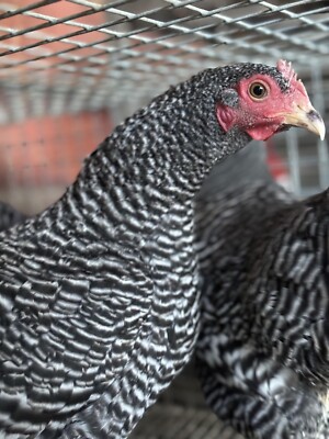 10 + Barred Rock Bantam Hatching Eggs | eBay
