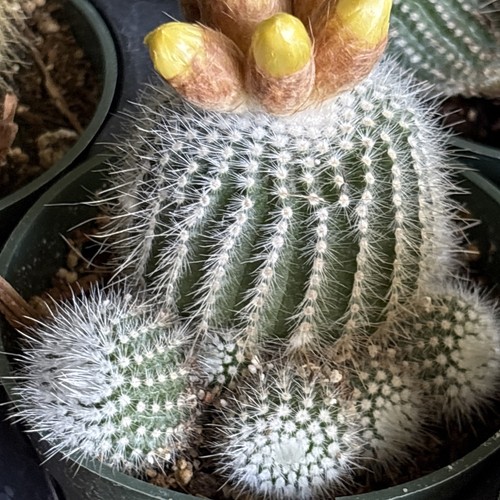 NOTOCACTUS Scopa Live Succulent Plant Silver Ball Cactus Cluster Multi ...