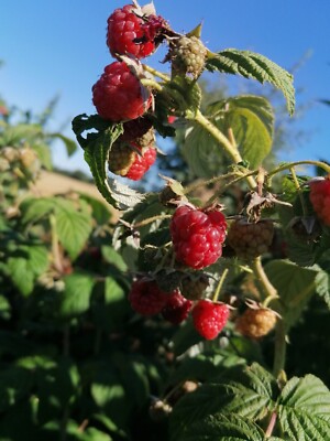 10 mixed red raspberry canes plants bare root summer & autumn fruit ...
