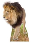 LION - LIFESIZE CARDBOARD CUTOUT / STANDEE Standup zoo animal big cat ...