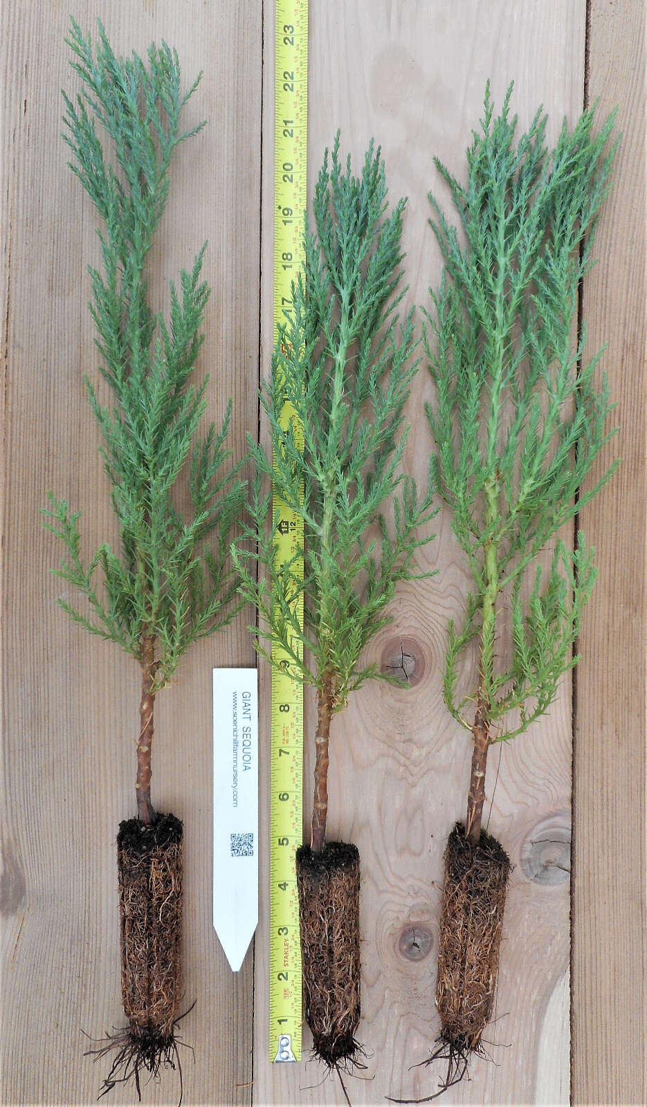 Giant Sequoia Trees- Sequoiadendron giganteum - 12 - 18" Seedlings | eBay