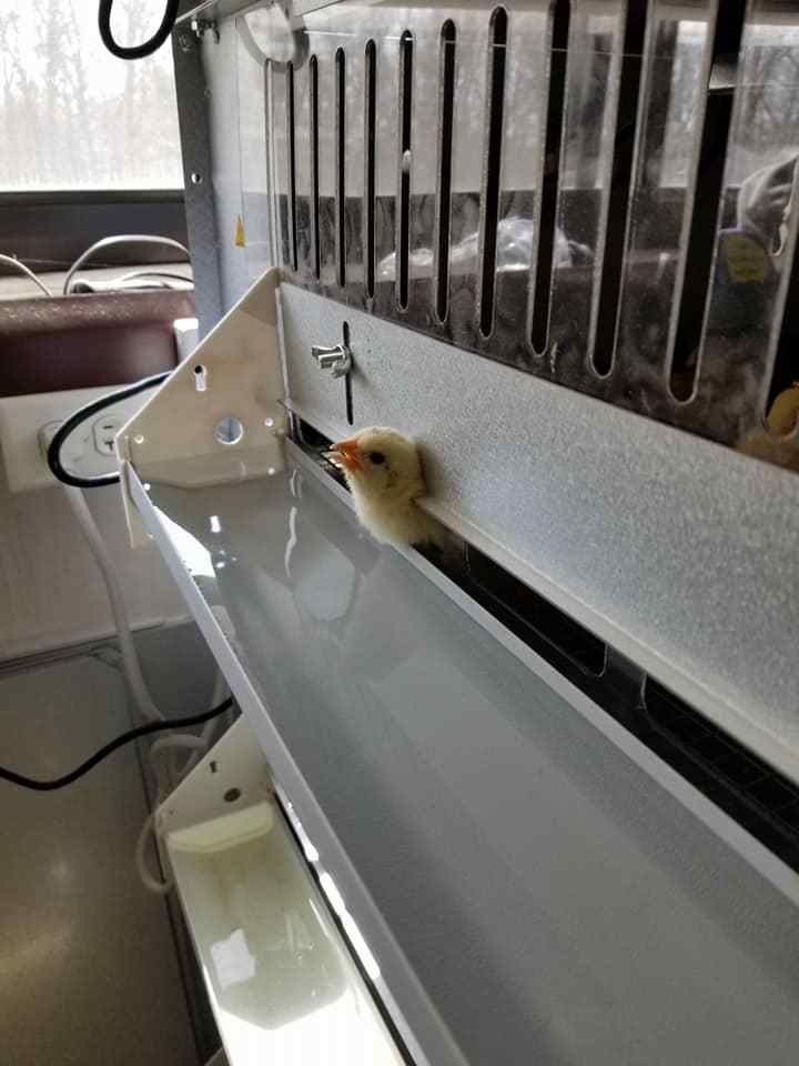 GQF 0534 Universal Heated Box Brooder for Chicks/Chickens - Made in the ...