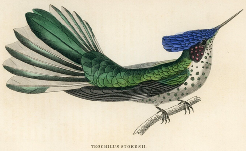 1833 Stoke's Hummingbird Hand-Colored Engraving Jardine Lizars Natural ...