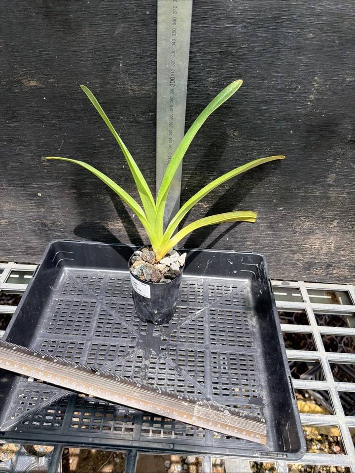 Paph lowii Advanced Species Orchid | eBay Australia