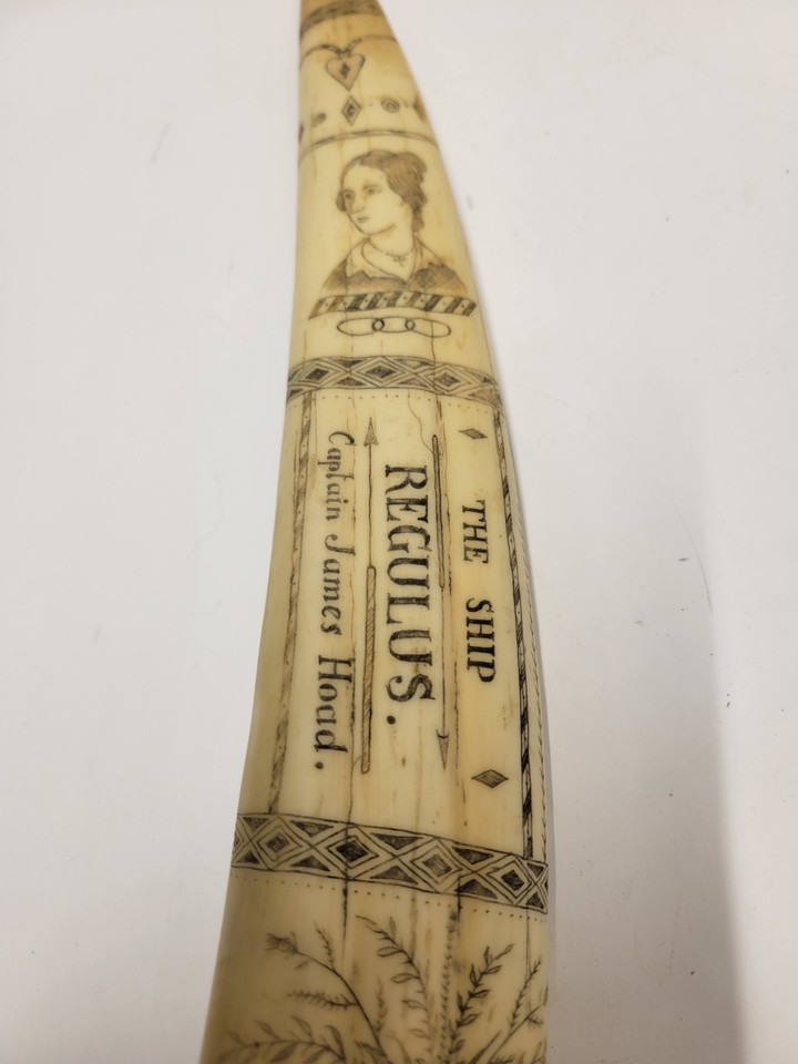 Vintage Scrimshaw Tusk 14 The Ship Regulus Captain James Hoad Resin ...