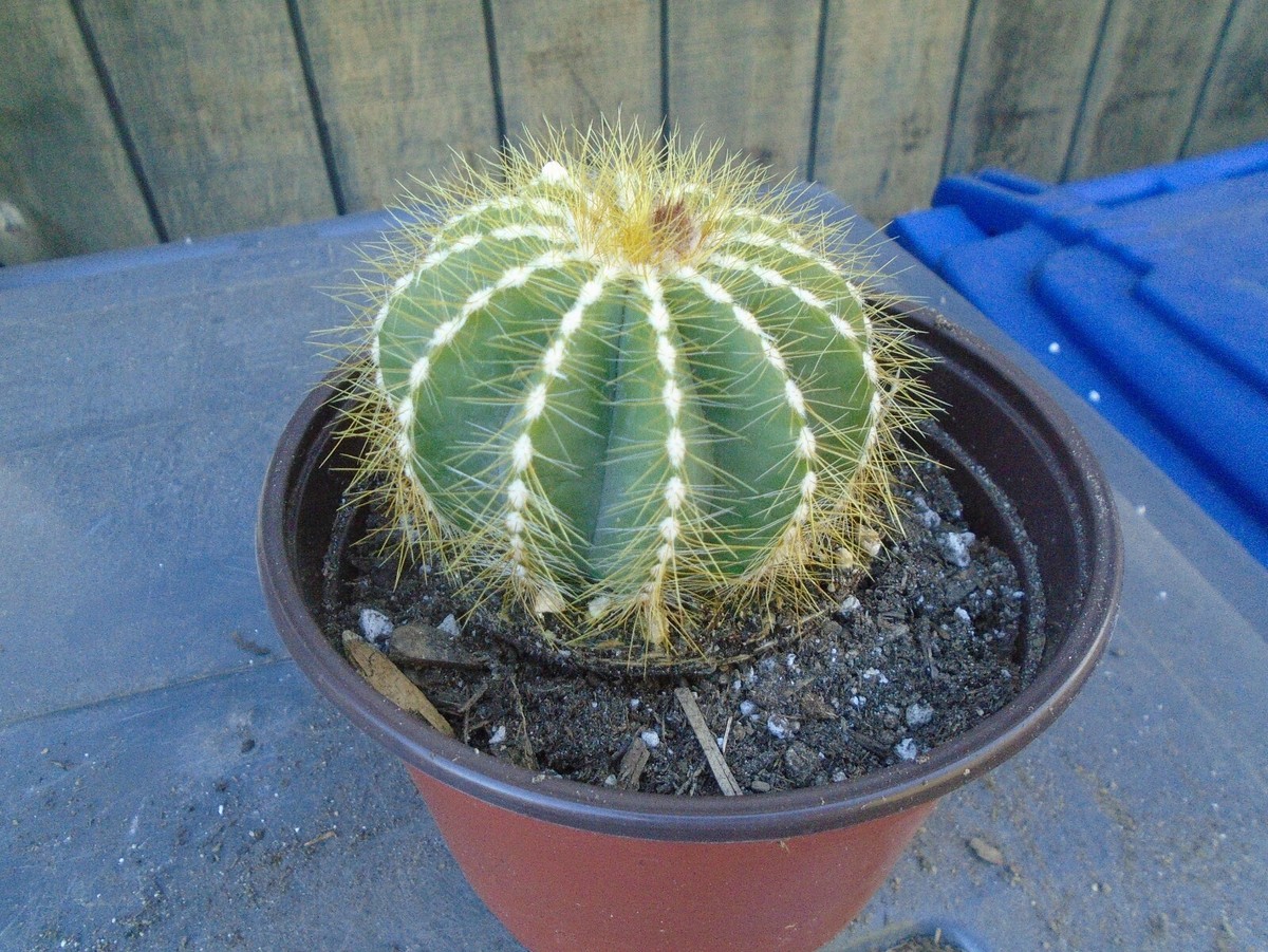 Notocactus Magnificus Balloon Cactus
