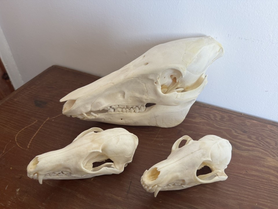 JobLot Taxidermy Skull Bundle - Real Skull - Taxidermy - Fox Skull ...